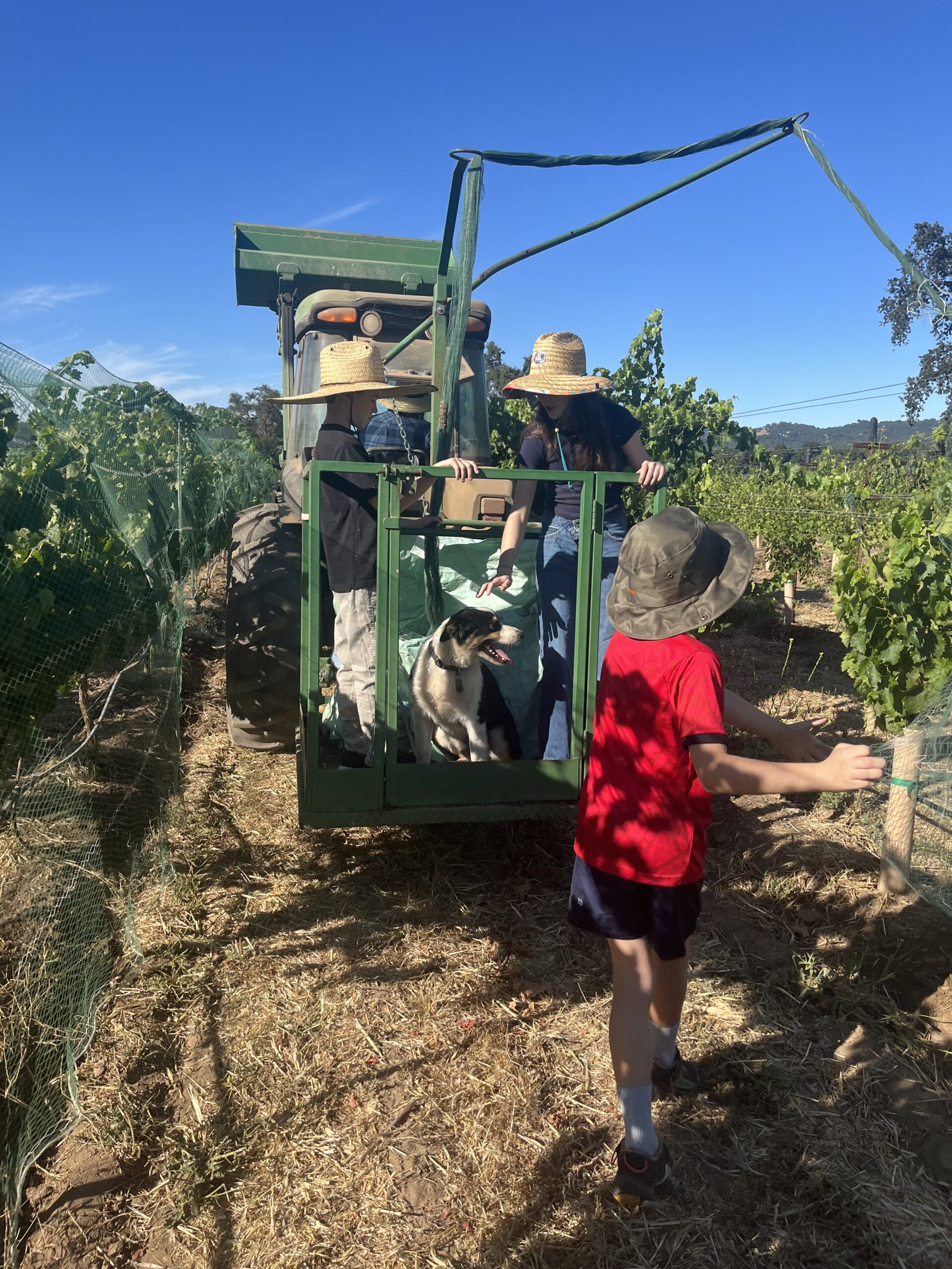 Our Clesi Story | Clesi Wines