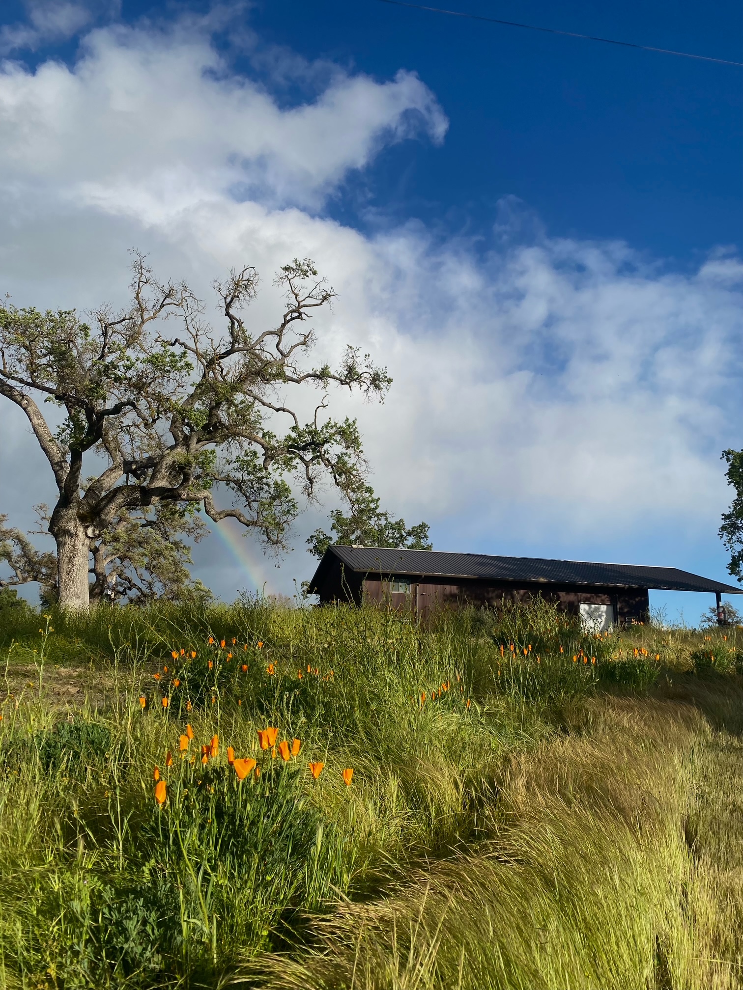 Visit Us in the Templeton Gap | Clesi Wines